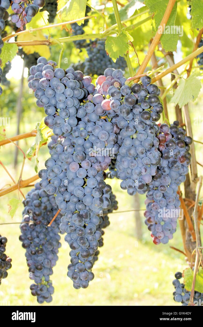 bunch of red grapes in an vineyard in Italy Stock Photo - Alamy