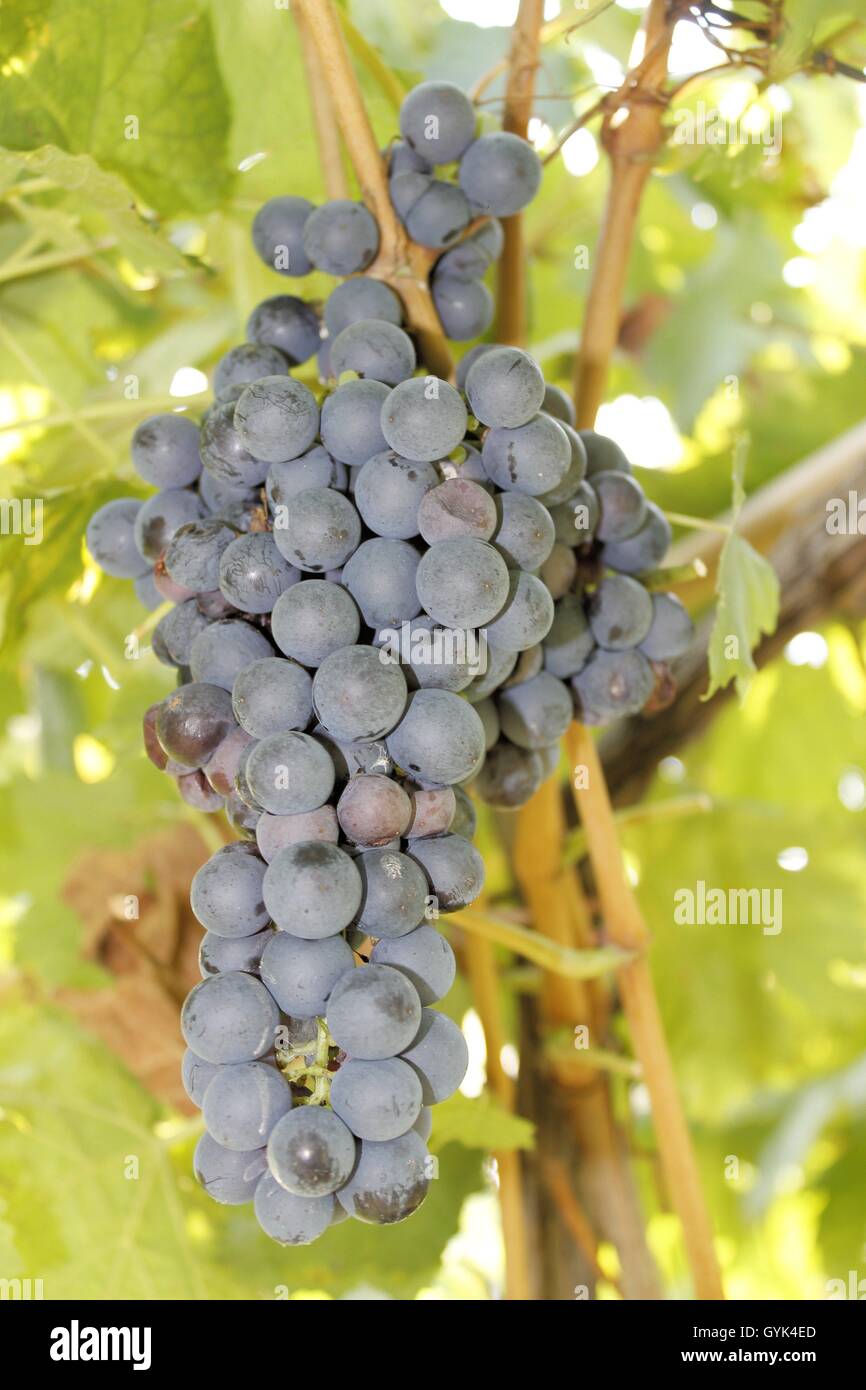 bunch of red grapes in an vineyard in Italy Stock Photo - Alamy