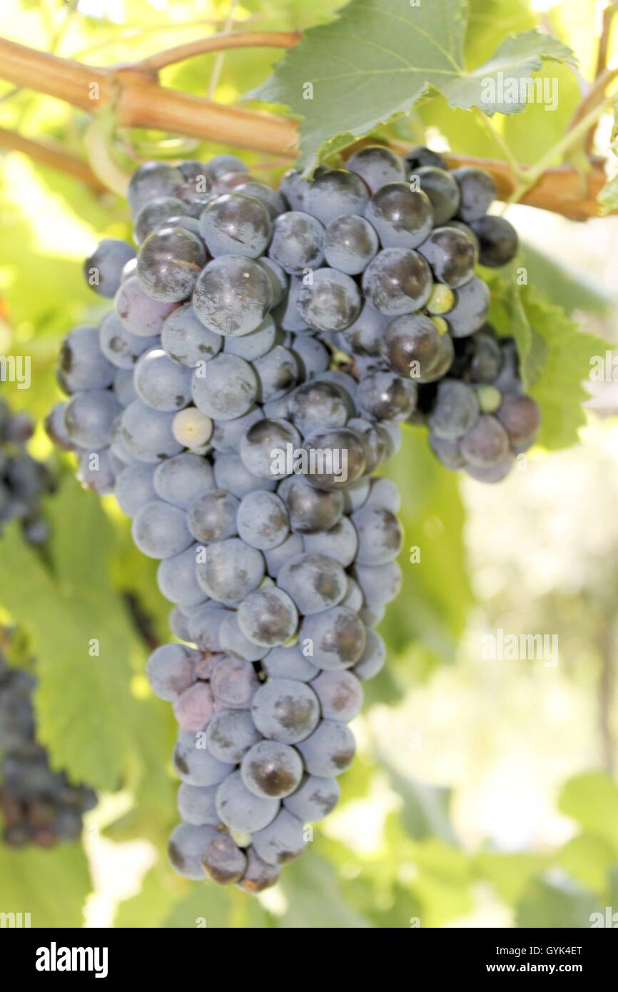 bunch of red grapes in an vineyard in Italy Stock Photo - Alamy