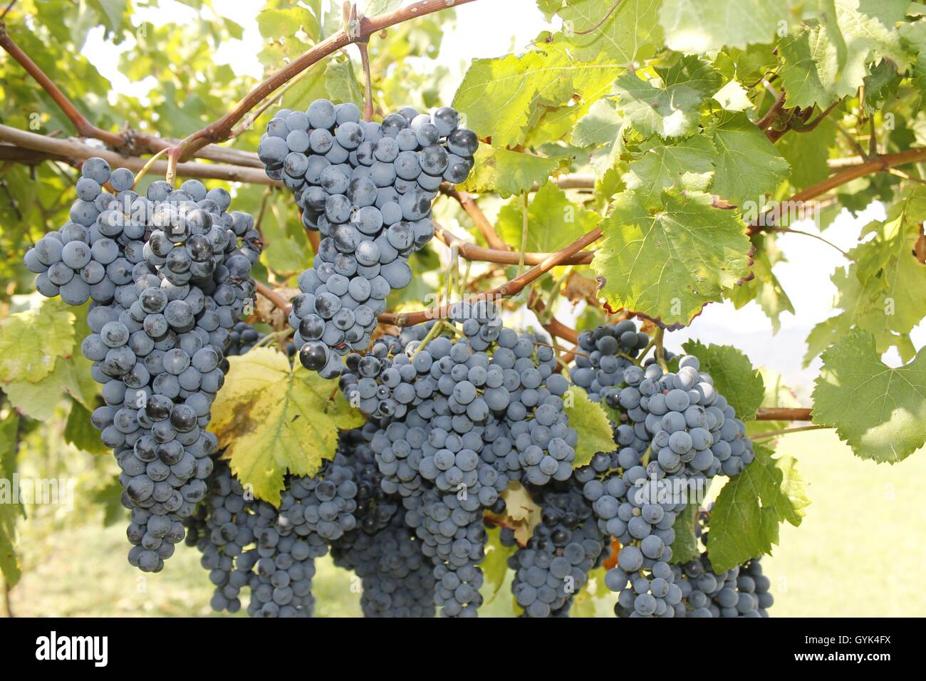 bunch of red grapes in an vineyard in Italy Stock Photo - Alamy