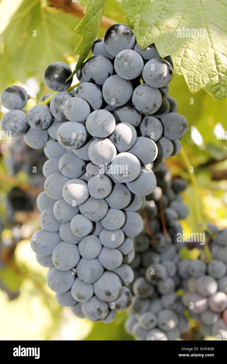 bunch of red grapes in an vineyard in Italy Stock Photo - Alamy