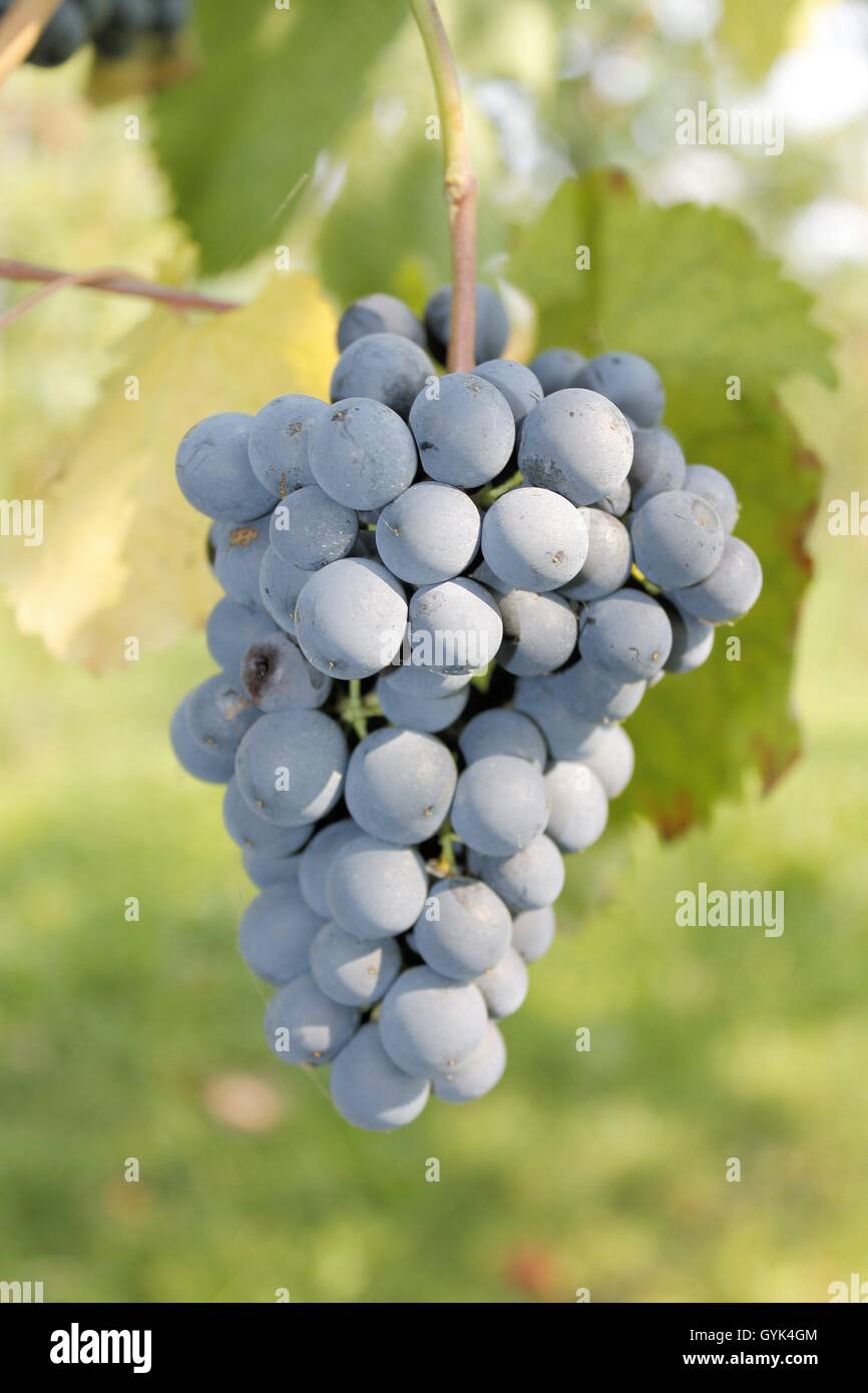 bunch of red grapes in an vineyard in Italy Stock Photo - Alamy