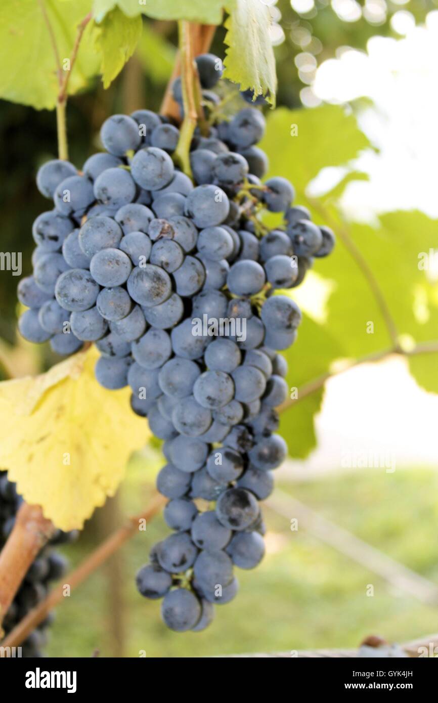 bunch of red grapes in an vineyard in Italy Stock Photo - Alamy