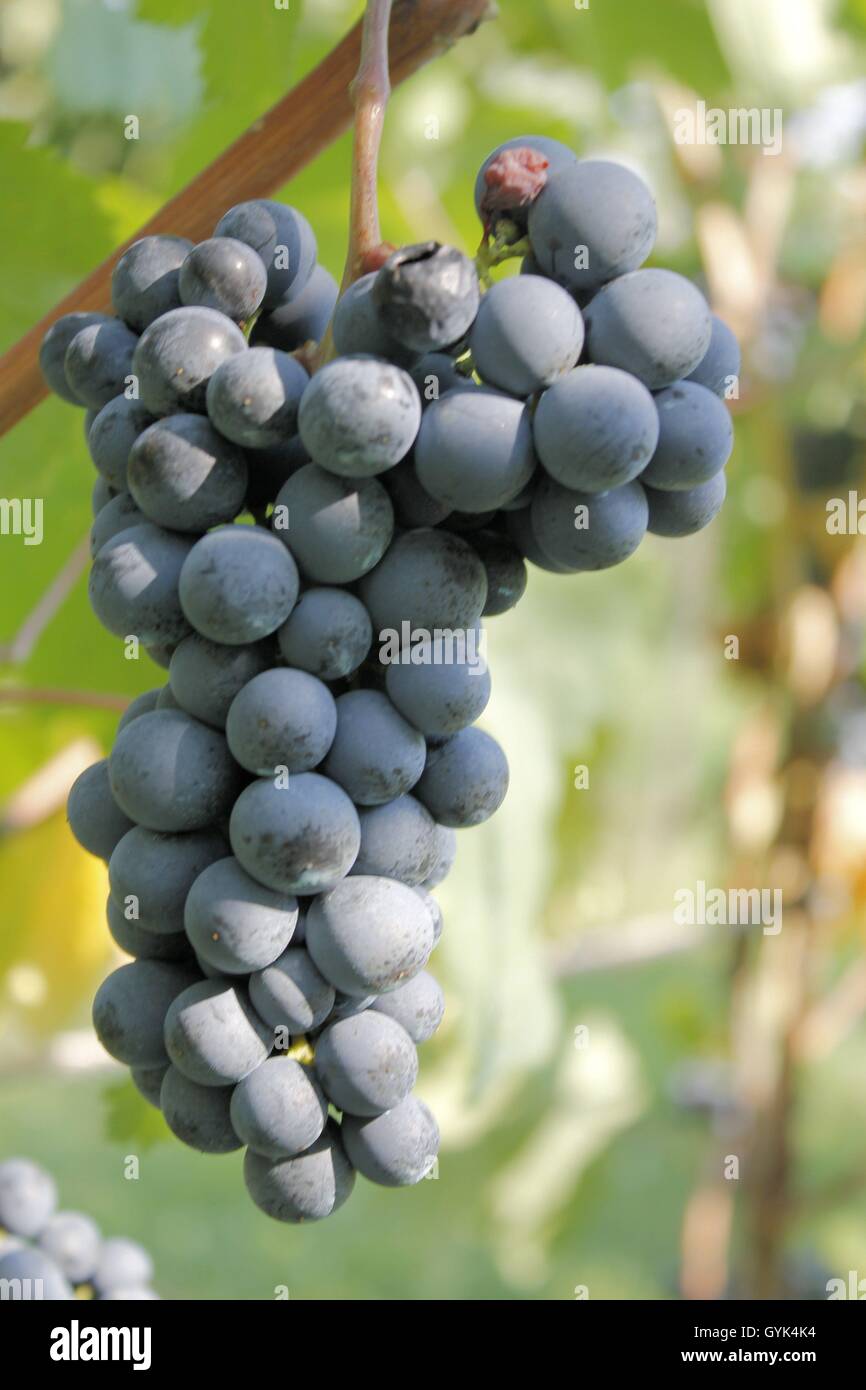 bunch of red grapes in an vineyard in Italy Stock Photo - Alamy