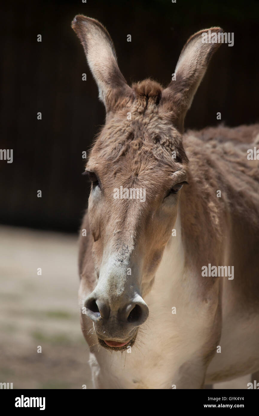Persian onager (Equus hemionus onager), also known as the Persian wild ...