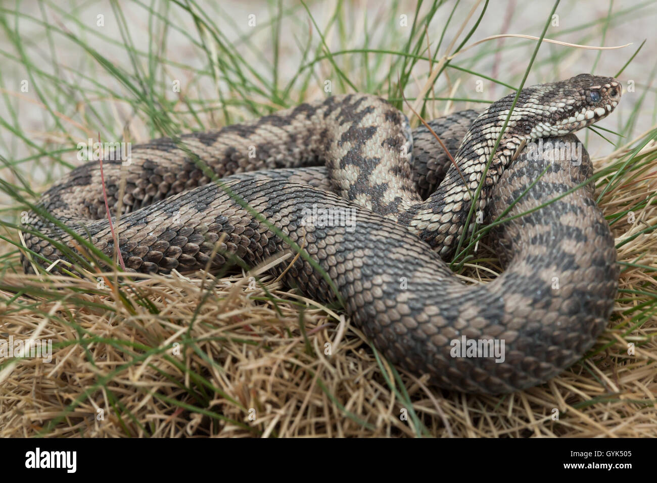 European viper (Vipera berus), also known as the European adder ...