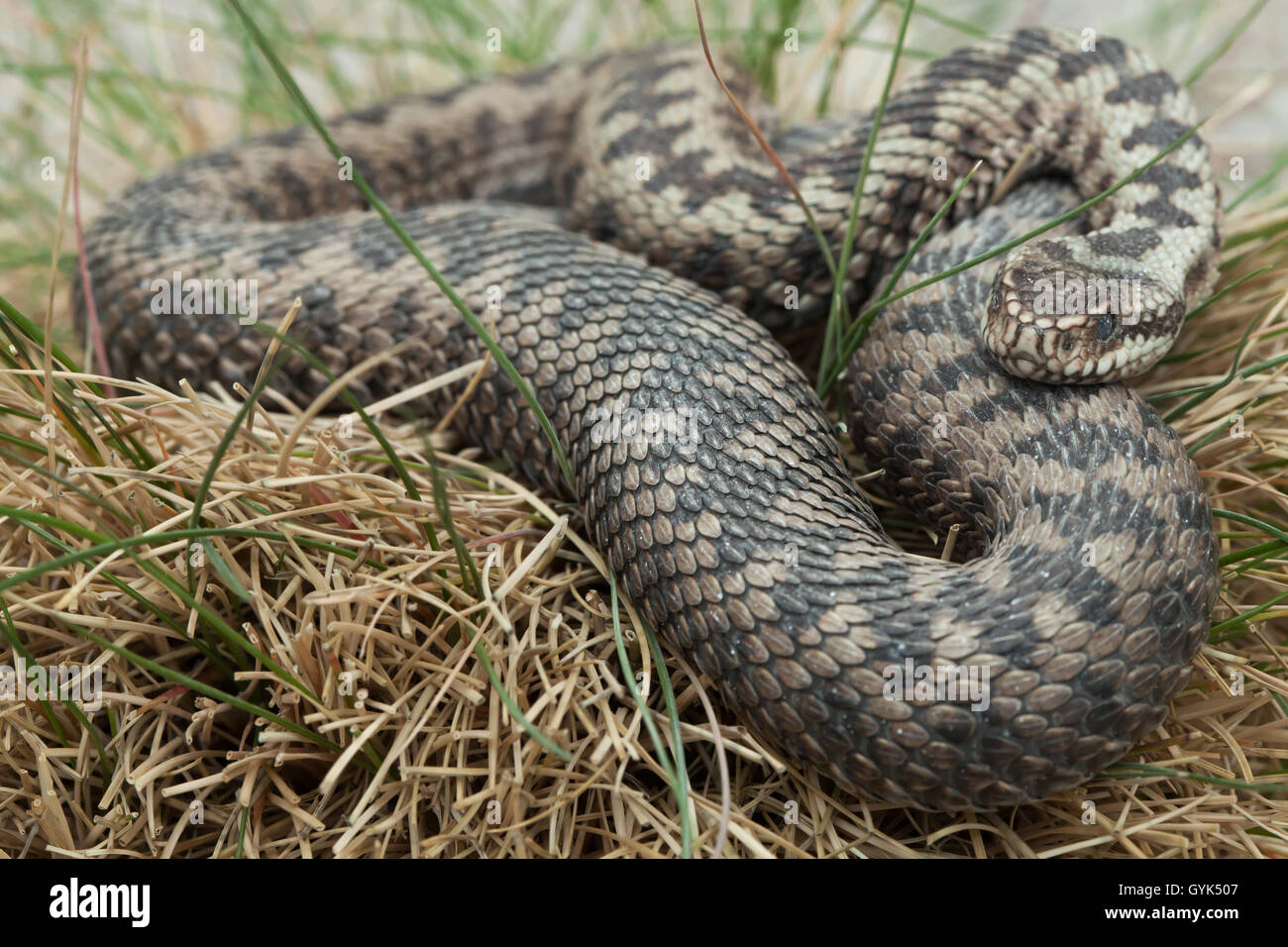 European viper (Vipera berus), also known as the European adder ...