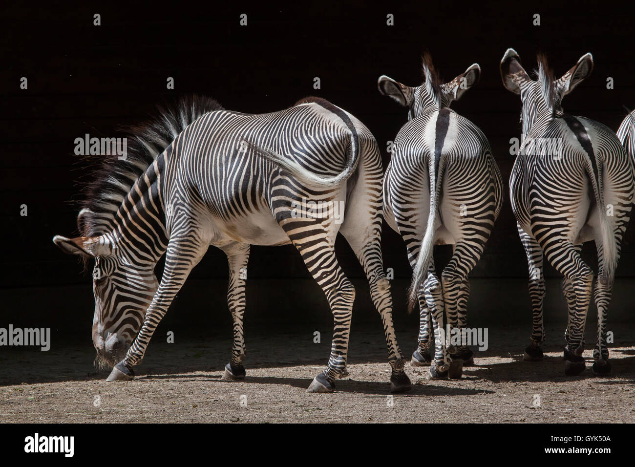 Grevy's zebra (Equus grevyi), also known as the imperial zebra at ...