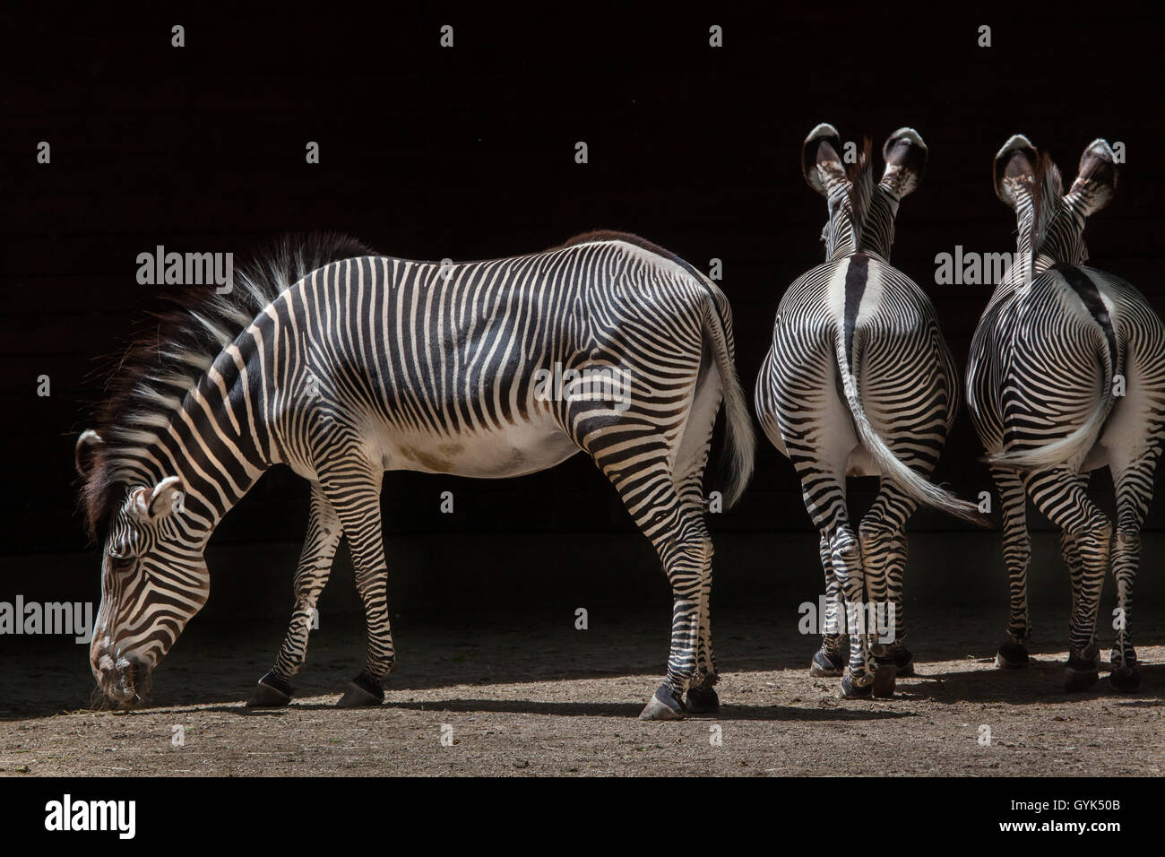 Grevy's zebra (Equus grevyi), also known as the imperial zebra at ...