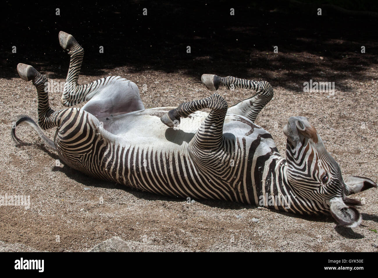 Equus zebra back hi-res stock photography and images - Alamy