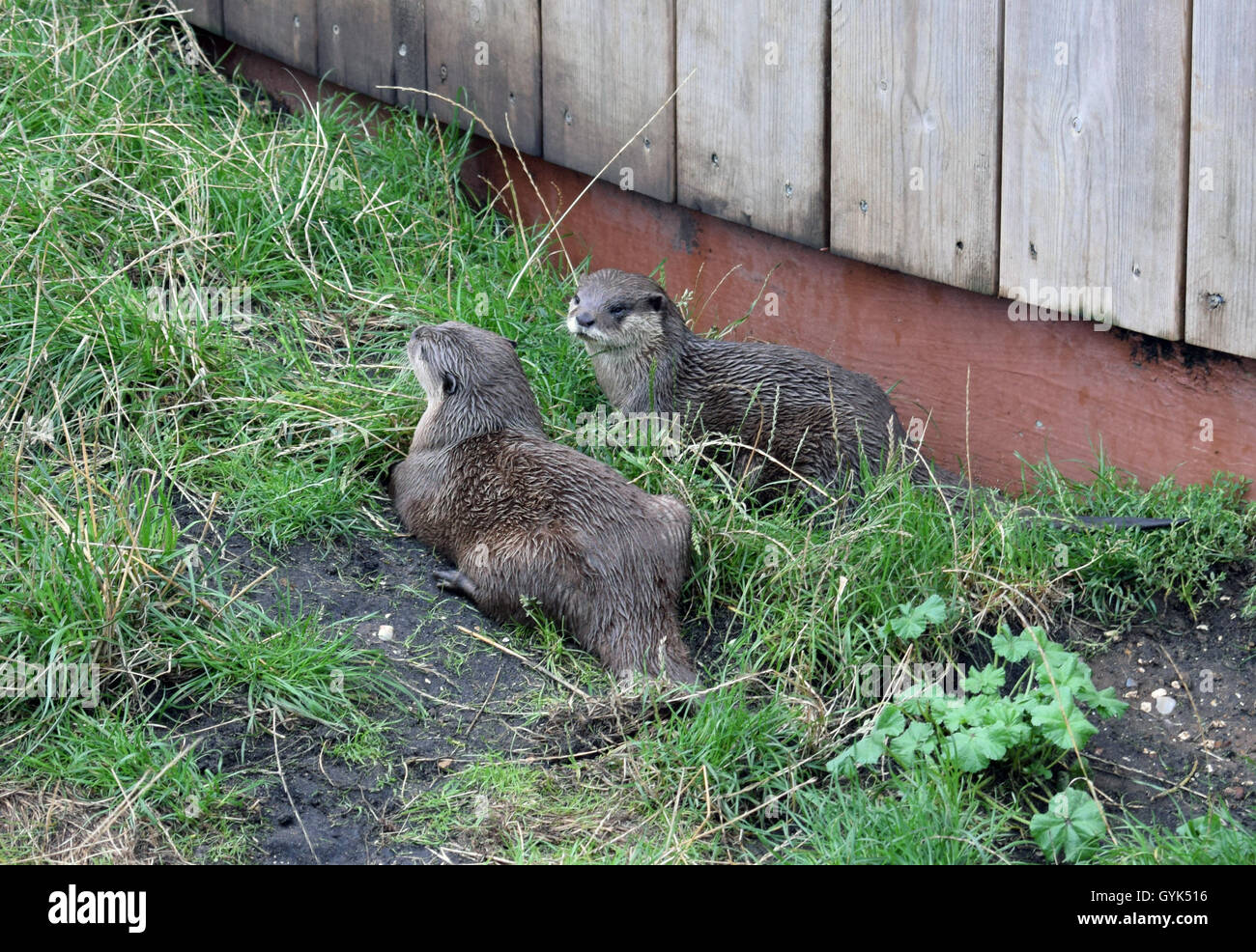 Sea life center hi-res stock photography and images - Alamy
