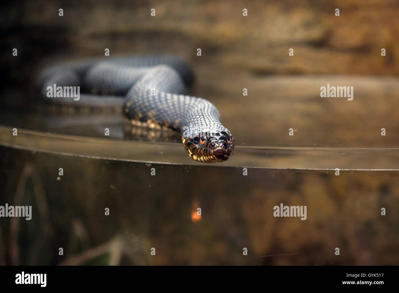 Water Snake in an Aquarium - Hunstanton Sea Life Center, Blurred Back ...