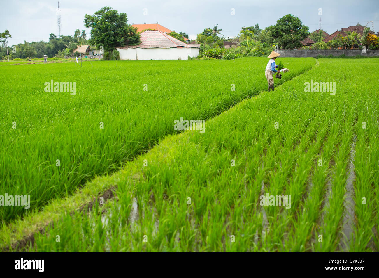 Farmer with his rice field hi-res stock photography and images - Alamy
