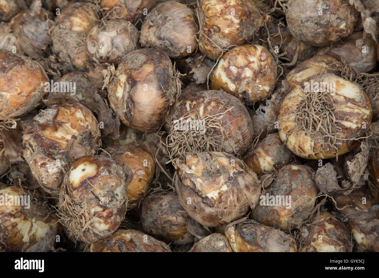 Tulip bulbs hi-res stock photography and images - Alamy