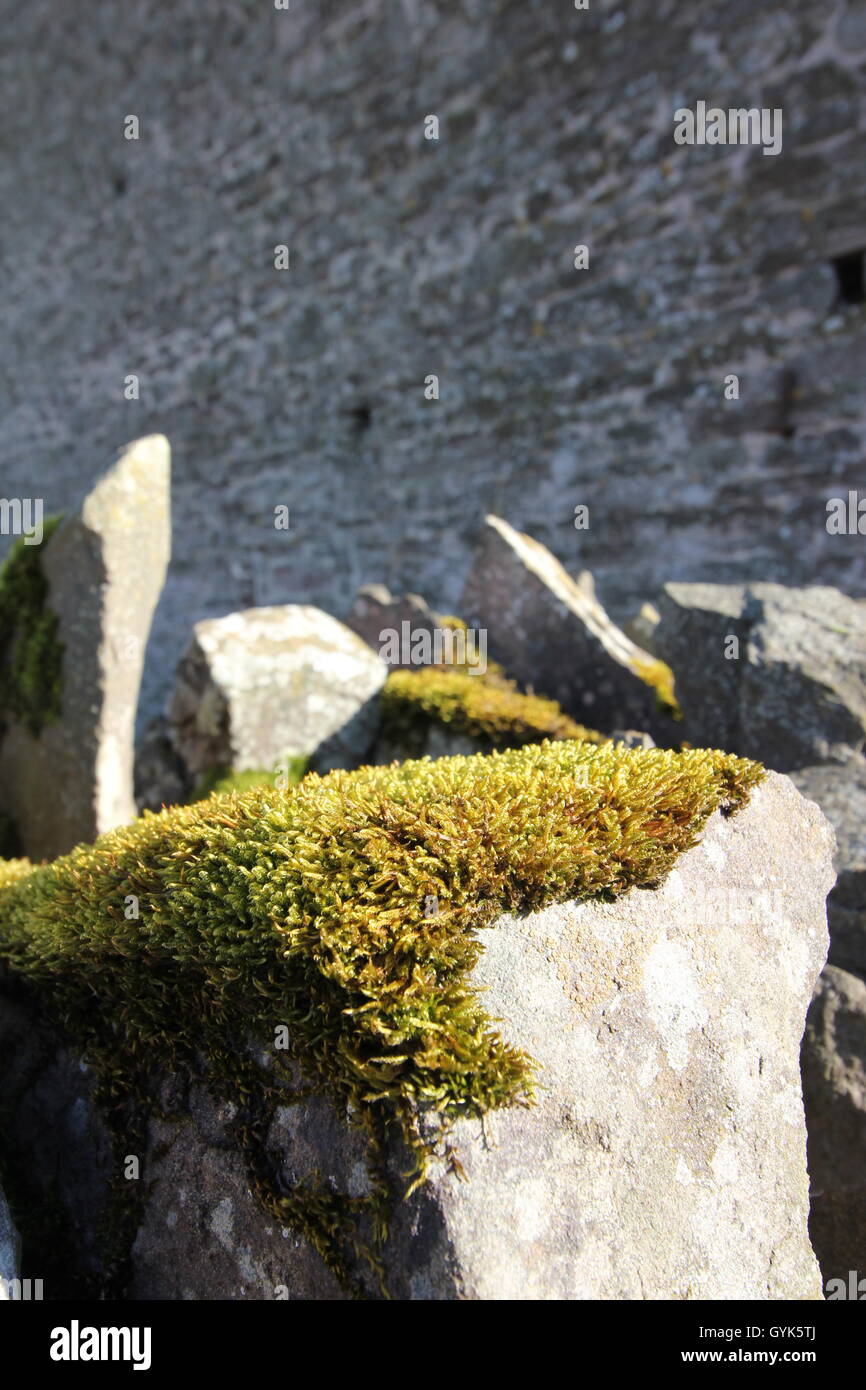Welsh rock, stones, with moss Stock Photo - Alamy