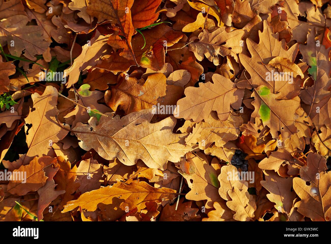Fallen autumn leaves Stock Photo - Alamy