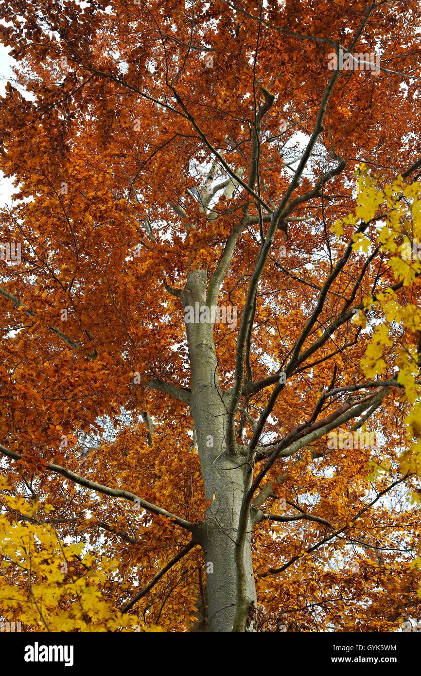 Autumn tree leaves Stock Photo - Alamy
