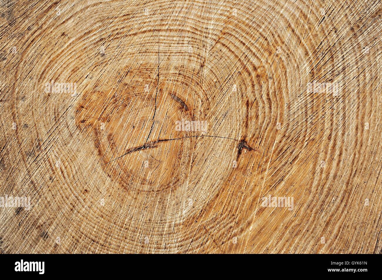 Tree trunk texture Stock Photo - Alamy