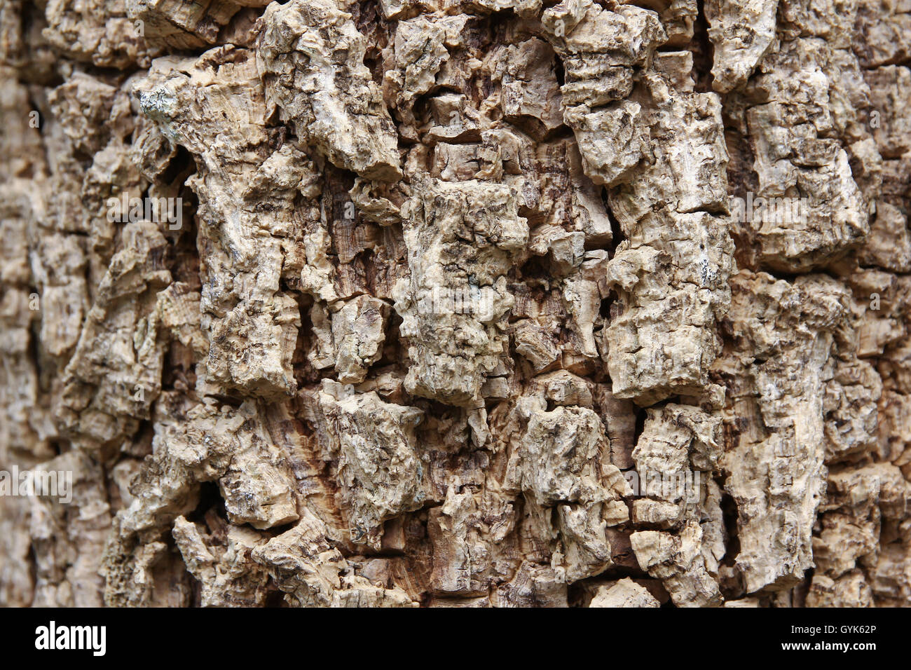 Indian cork tree hi-res stock photography and images - Alamy