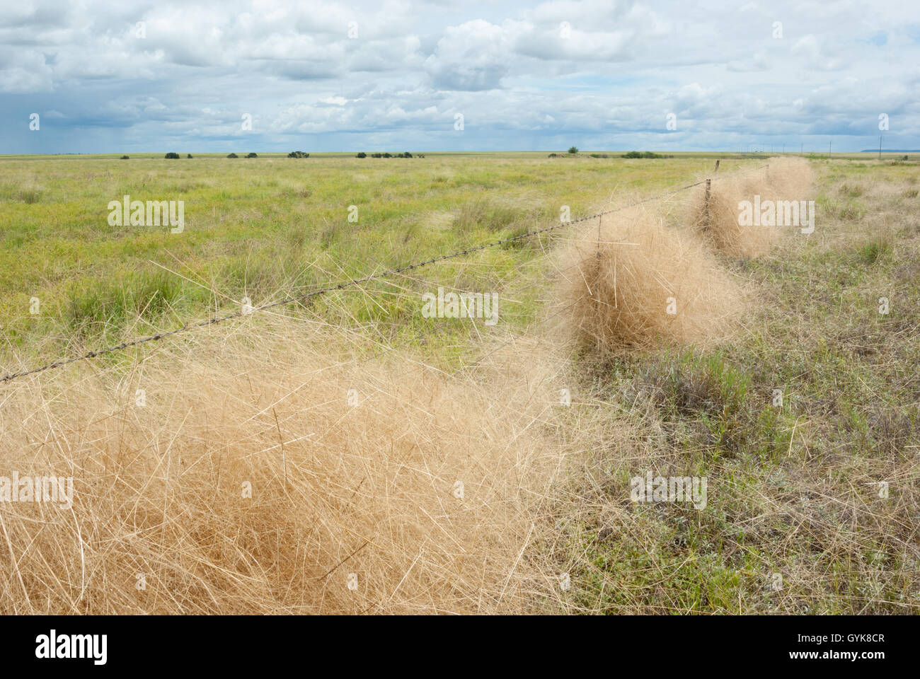 Green field with grass caught in barbed wire fence in outback Stock ...