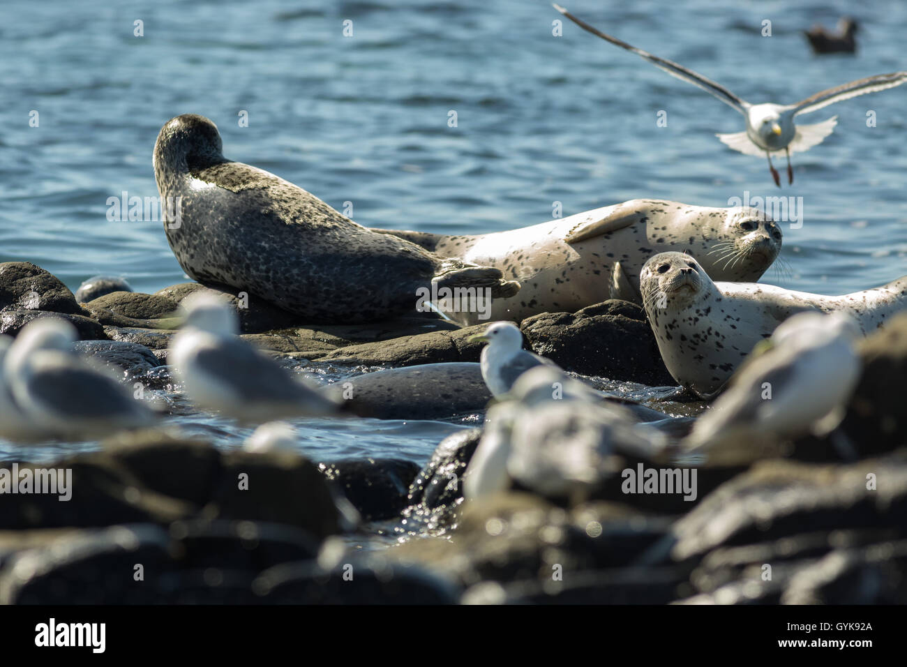 Pusa is a genus of earless seals Stock Photo - Alamy