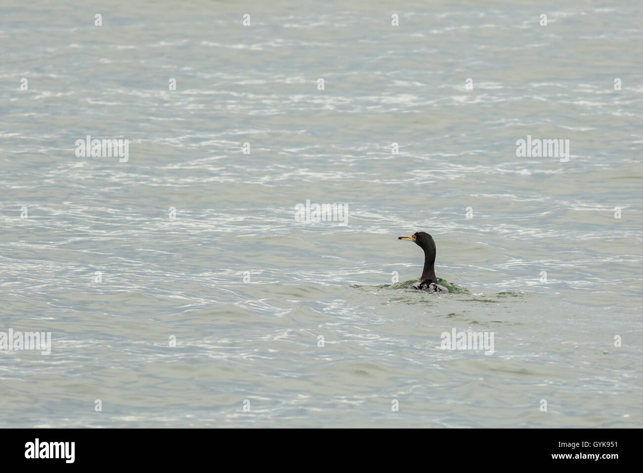 Pelagic cormorant floating in Pacific Ocean Stock Photo - Alamy