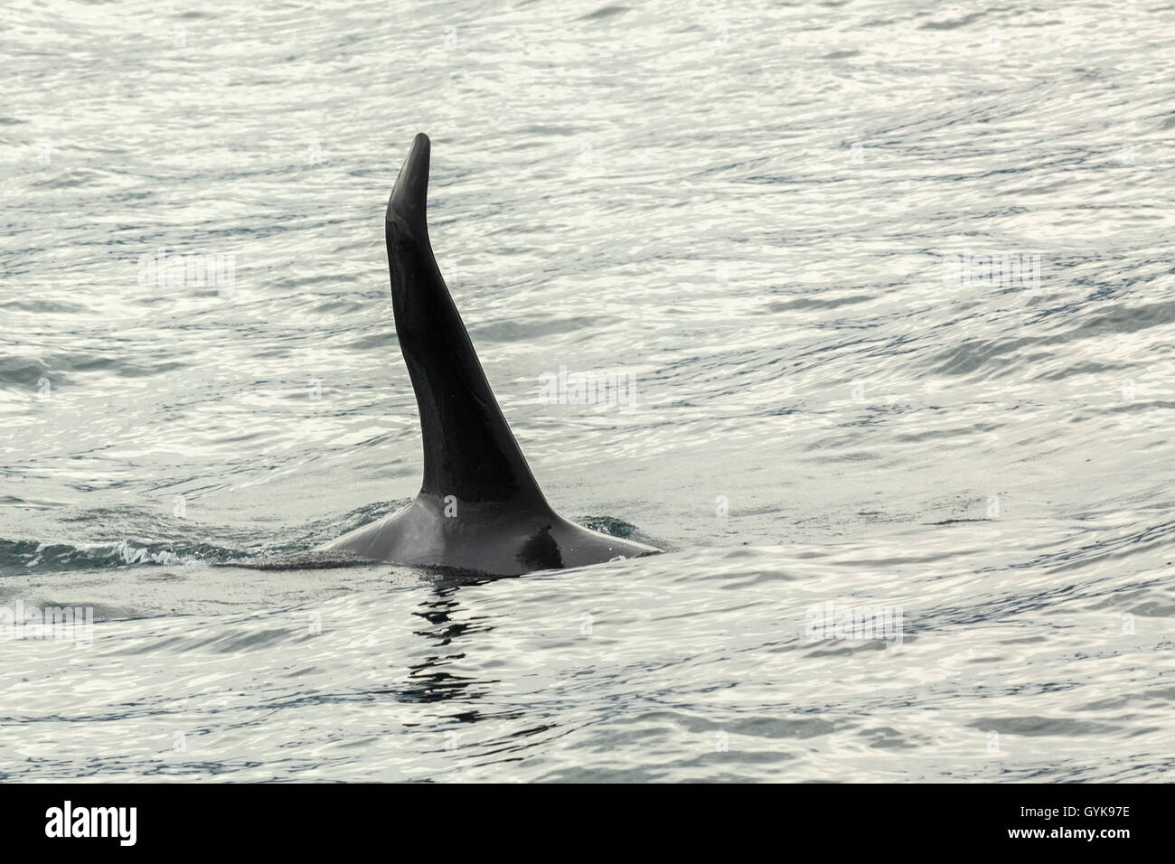 Killer Whale - Orcinus Orca in Pacific Ocean. Water area near Kamchatka ...