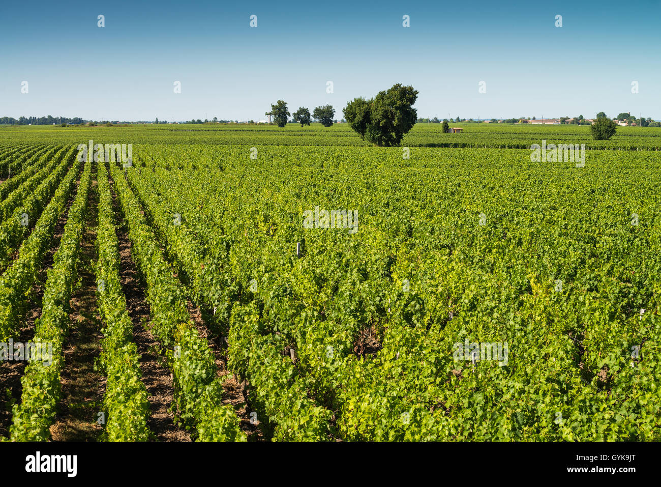vineyard, Medoc, Bordeaux, France, EU, Europe Stock Photo - Alamy