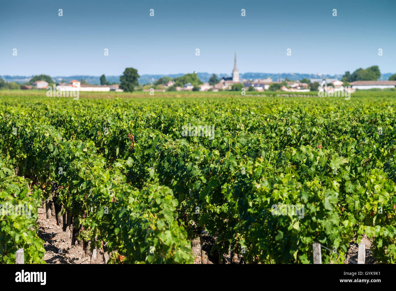 vineyard, Medoc, Bordeaux, France, EU, Europe Stock Photo - Alamy