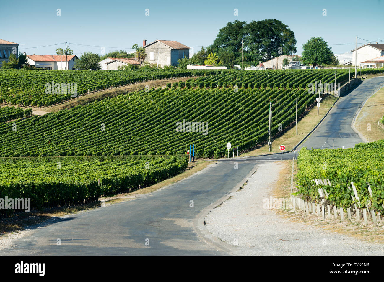 Vineyard, Aquitaine, Gironde, Pauillac-Medoc, France Stock Photo - Alamy