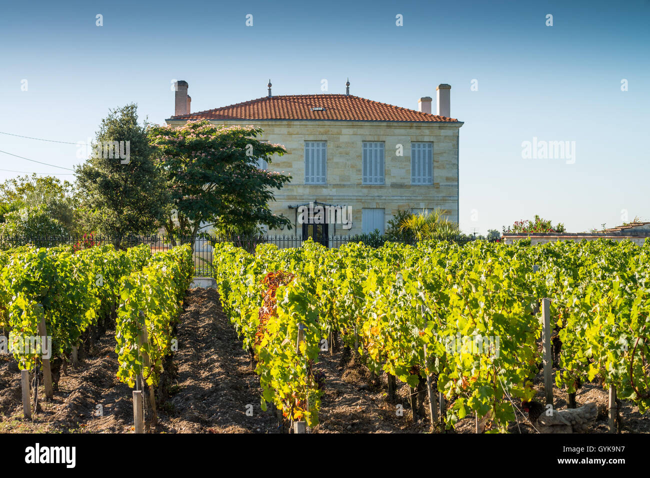 Vineyard, Aquitaine, Gironde, Pauillac-Medoc, France Stock Photo - Alamy