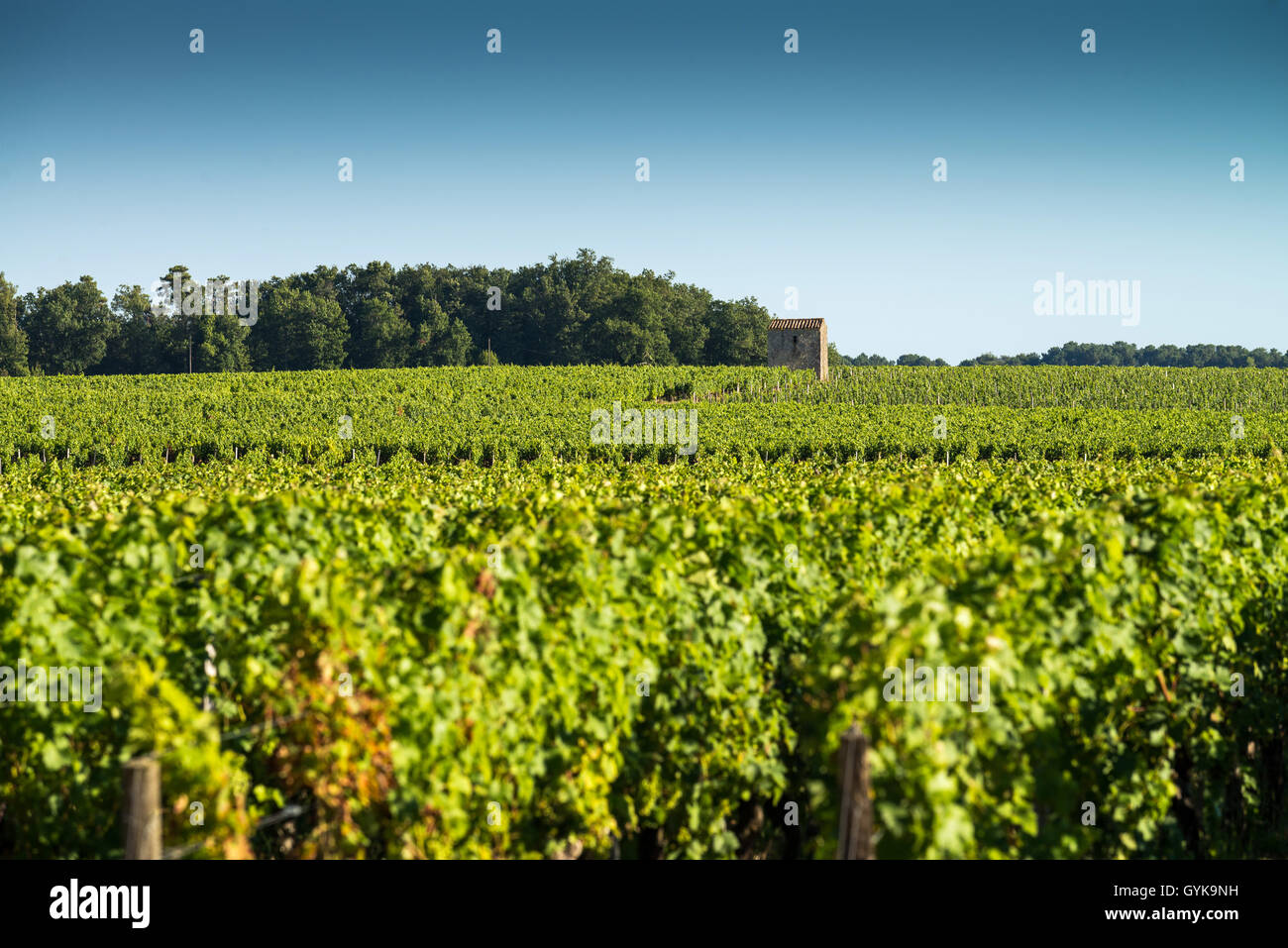 Vineyard, Aquitaine, Gironde, Pauillac-Medoc, France Stock Photo - Alamy