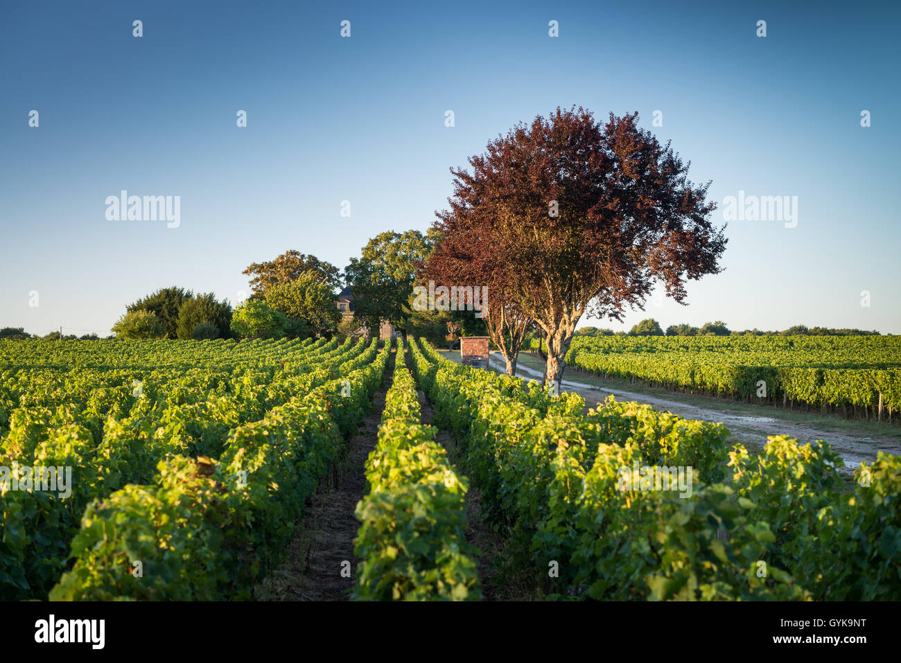 Vineyard, Aquitaine, Gironde, Pauillac-Medoc, France Stock Photo - Alamy
