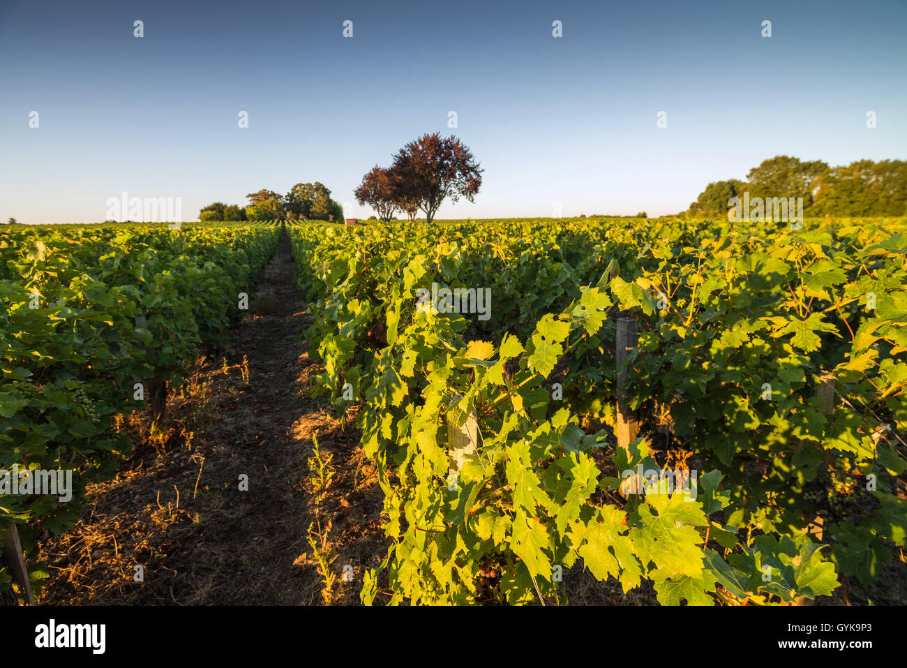 Bourdeaux france vineyard hi-res stock photography and images - Alamy