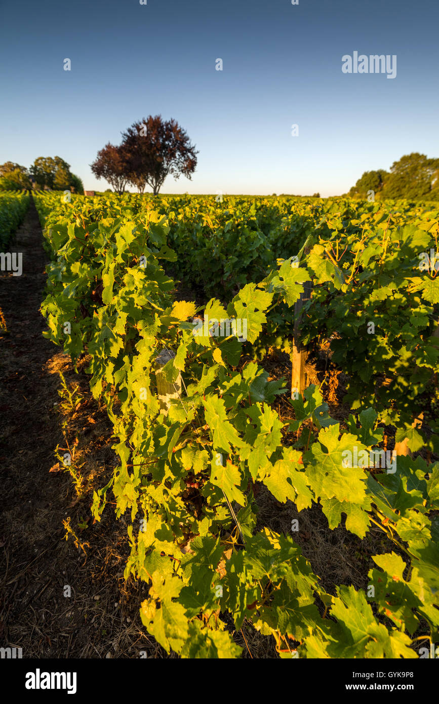 Bourdeaux france vineyard hi-res stock photography and images - Alamy