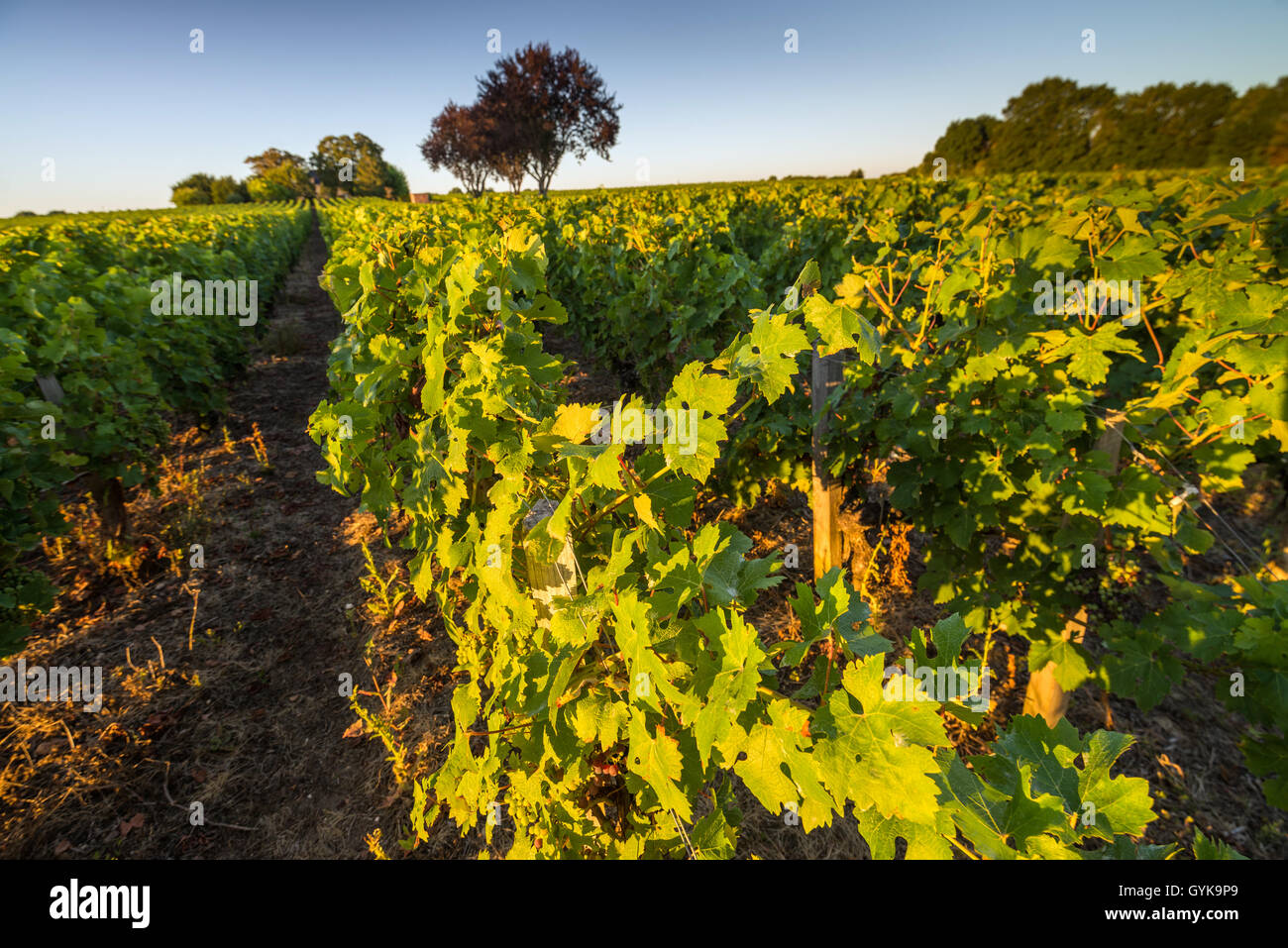 Vineyard, Aquitaine, Gironde, Pauillac-Medoc, France Stock Photo - Alamy