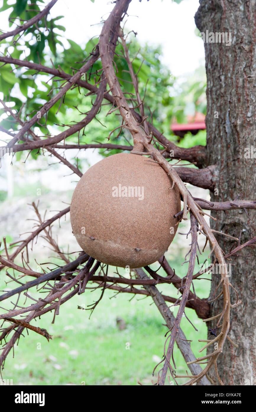 Cannonball Tree seedpod, The tree 'Couroupita guianensis' is often ...