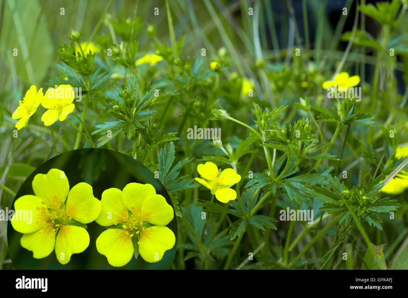common tormentil (Potentilla erecta), blooming with magnification of ...