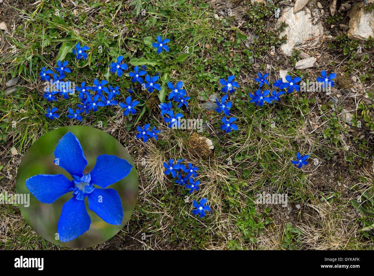 spring gentian (Gentiana verna), blooming, with detail of single flower ...