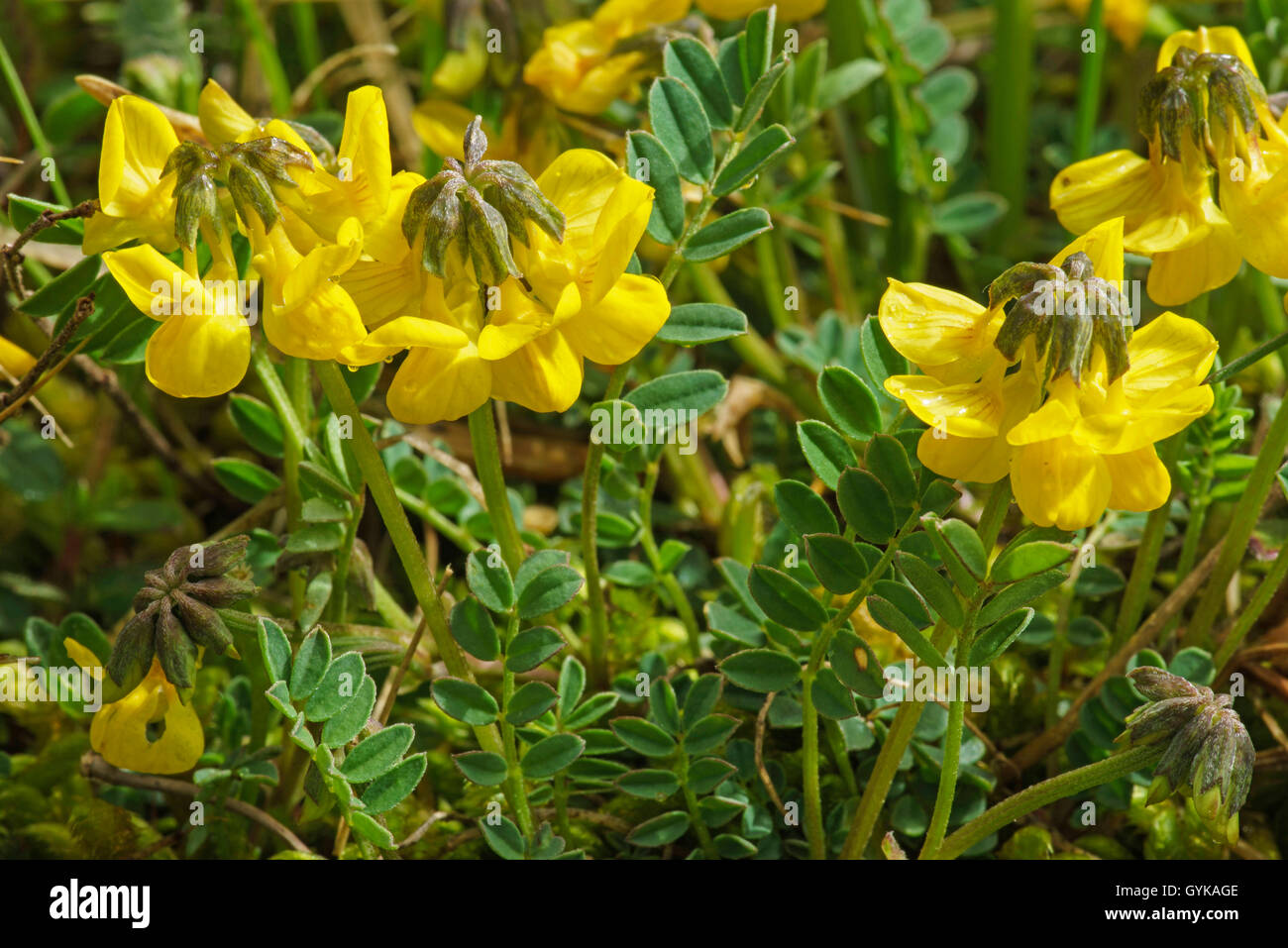 Small scorpion vetch, Small scorpion-vetch (Coronilla vaginalis ...
