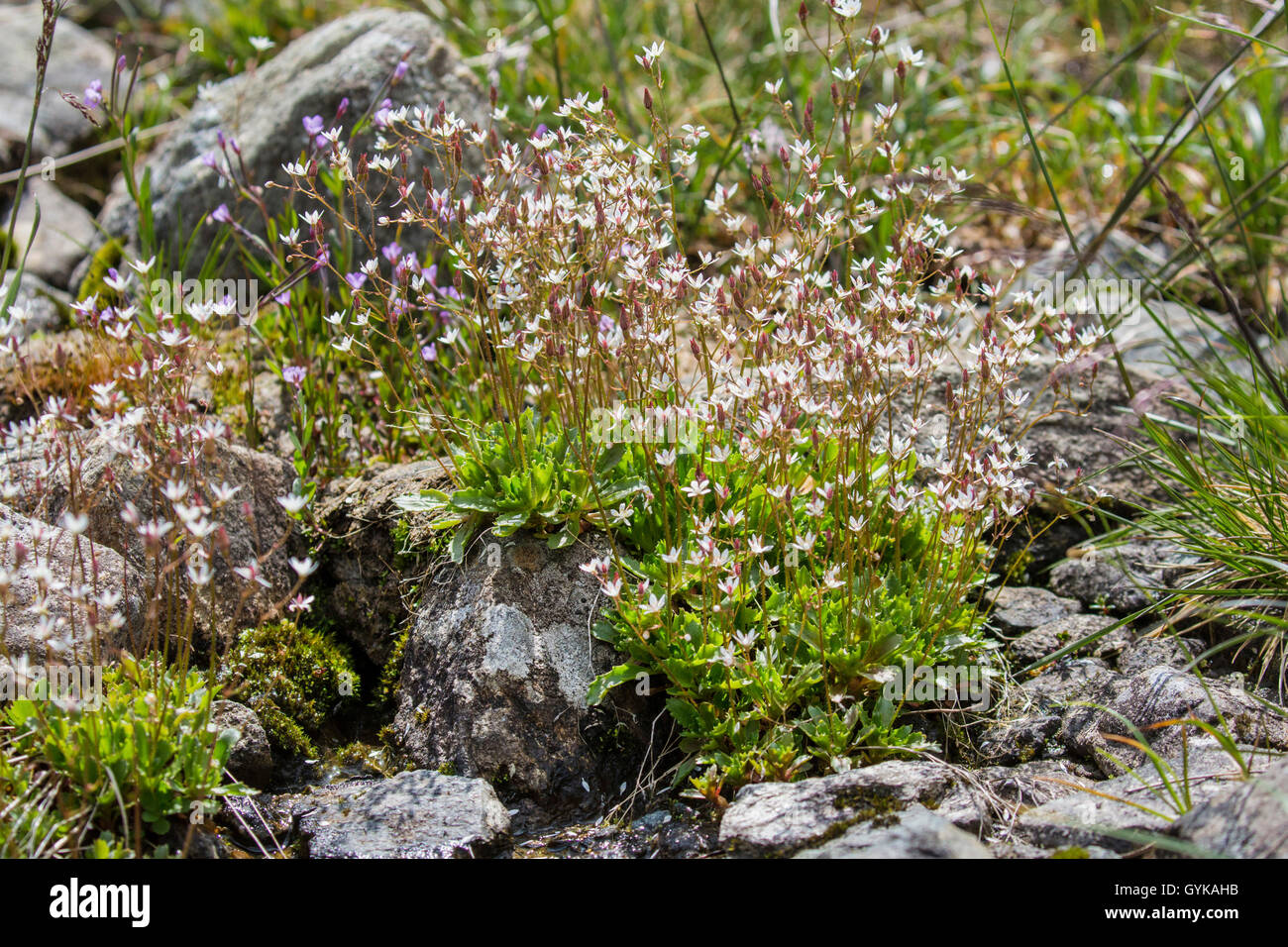 Starry saxifrage (Saxifraga stellaris), blooming, Austria, Tyrol ...