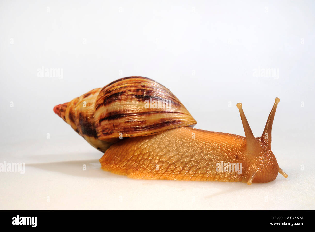 African land snail (Achatina albopicta), cut-out, Tanzania Stock Photo ...