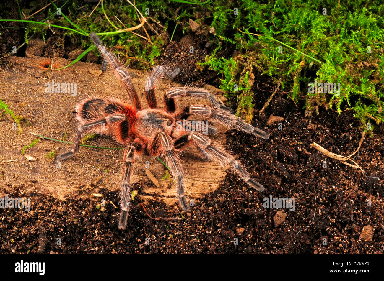 Silver bird hi-res stock photography and images - Alamy