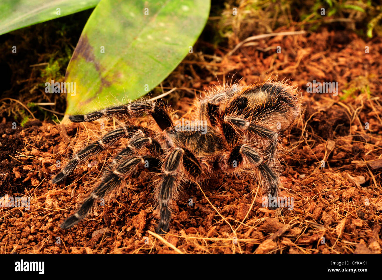 Tarantula (Euathlus Bronce), bird spider in terrarium Stock Photo - Alamy