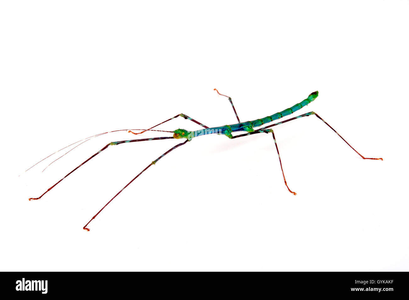 Stick Insect (Myronides Peleng), colourful stick insect, Indonesia ...