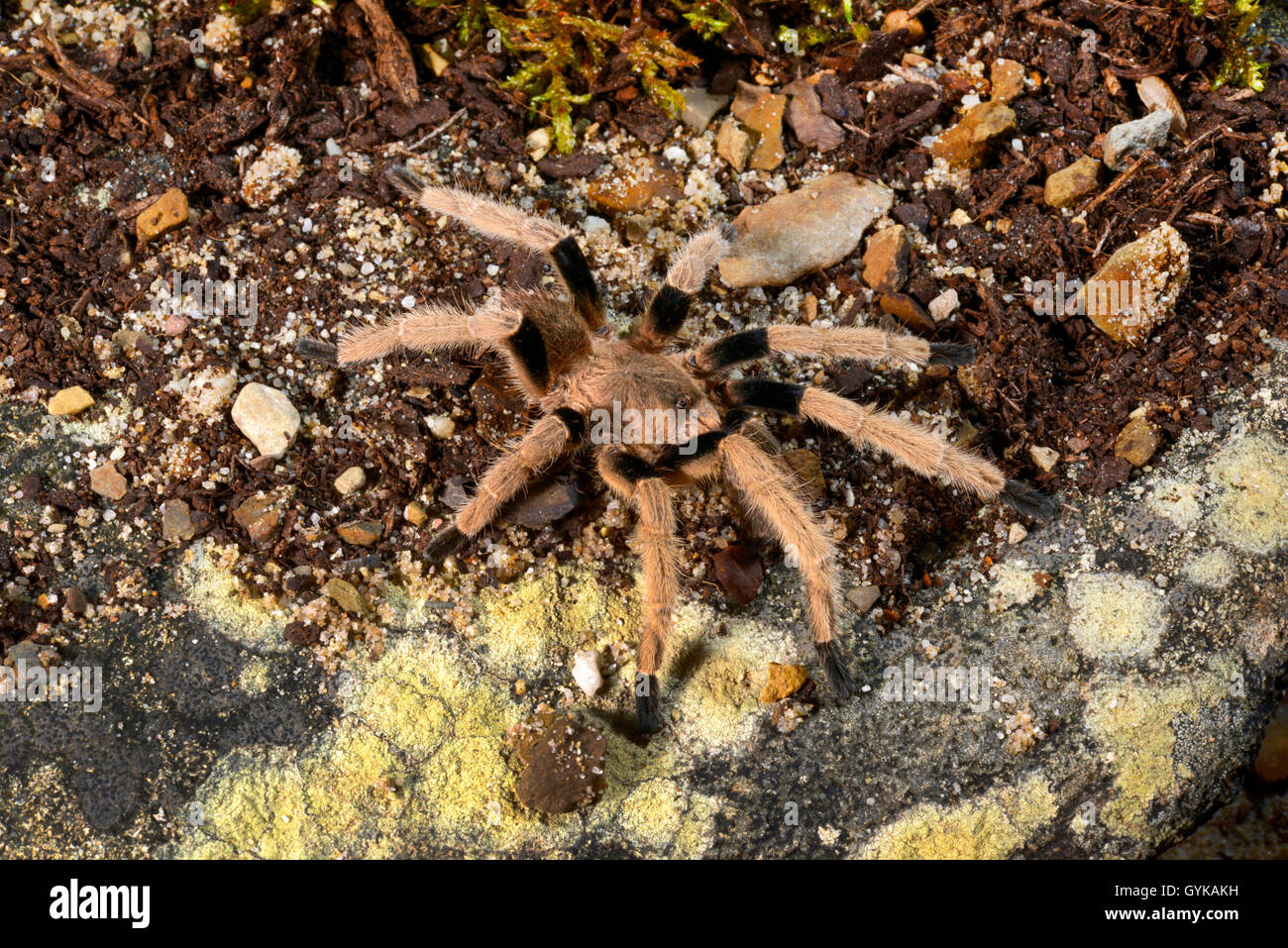 Ornithoctonus hi-res stock photography and images - Alamy