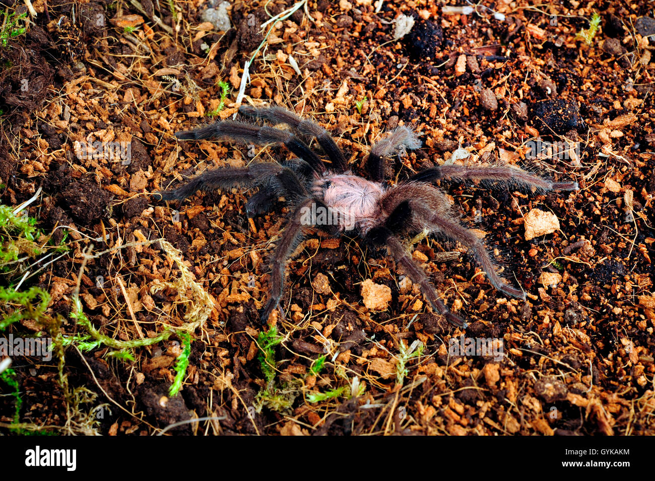 Birdeater, tarantula (Orphnaecus Cebu), undescribed bird spider from ...