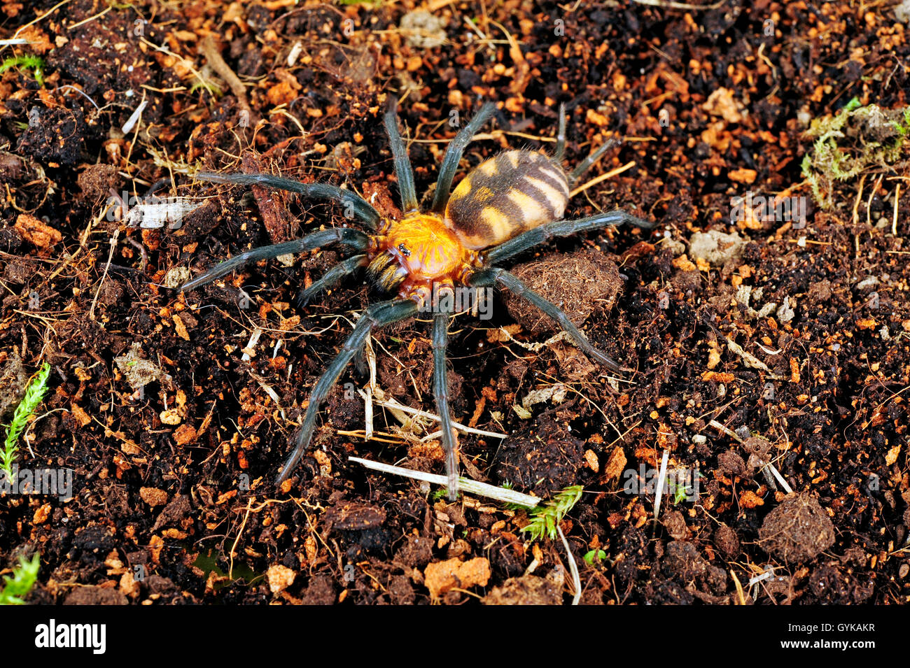 Tiger Spider (Linothele fallax), in terrarium Stock Photo - Alamy