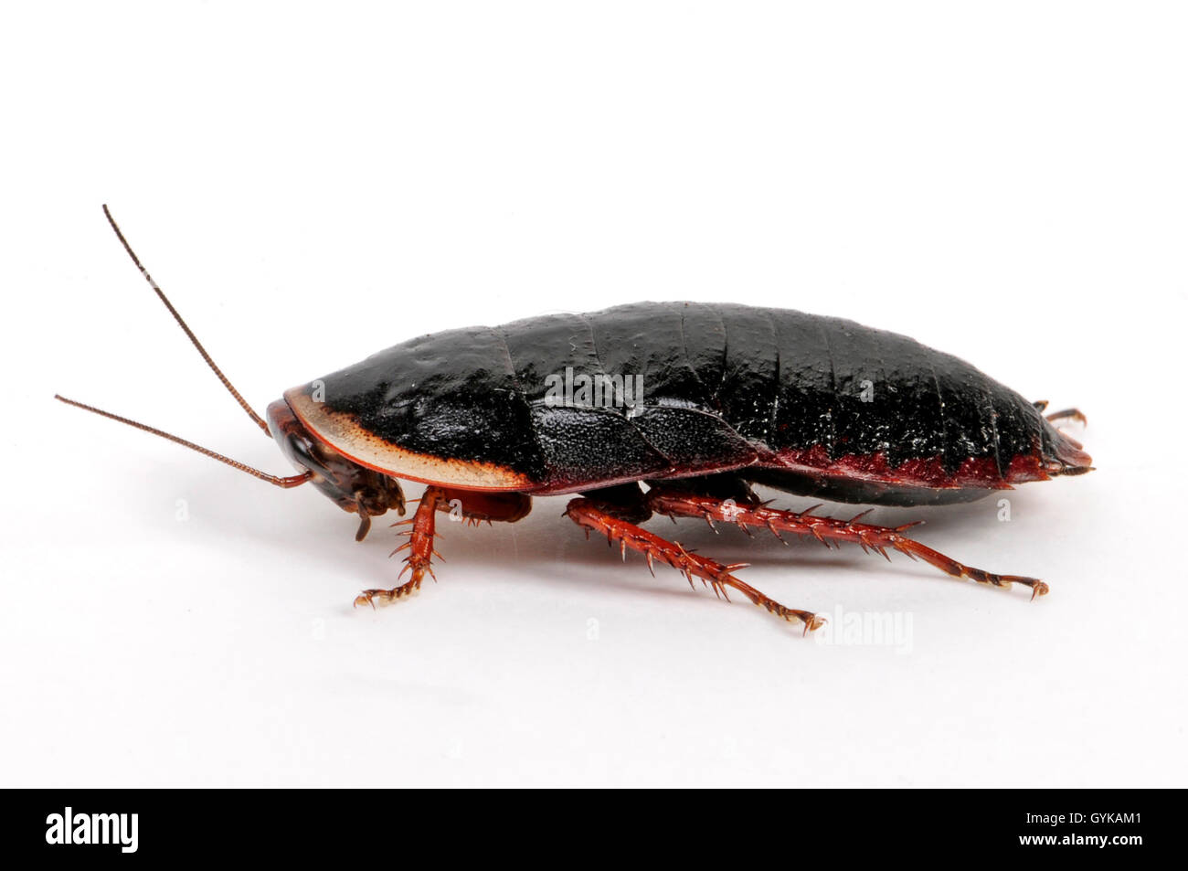 Cockroaches hi-res stock photography and images - Alamy