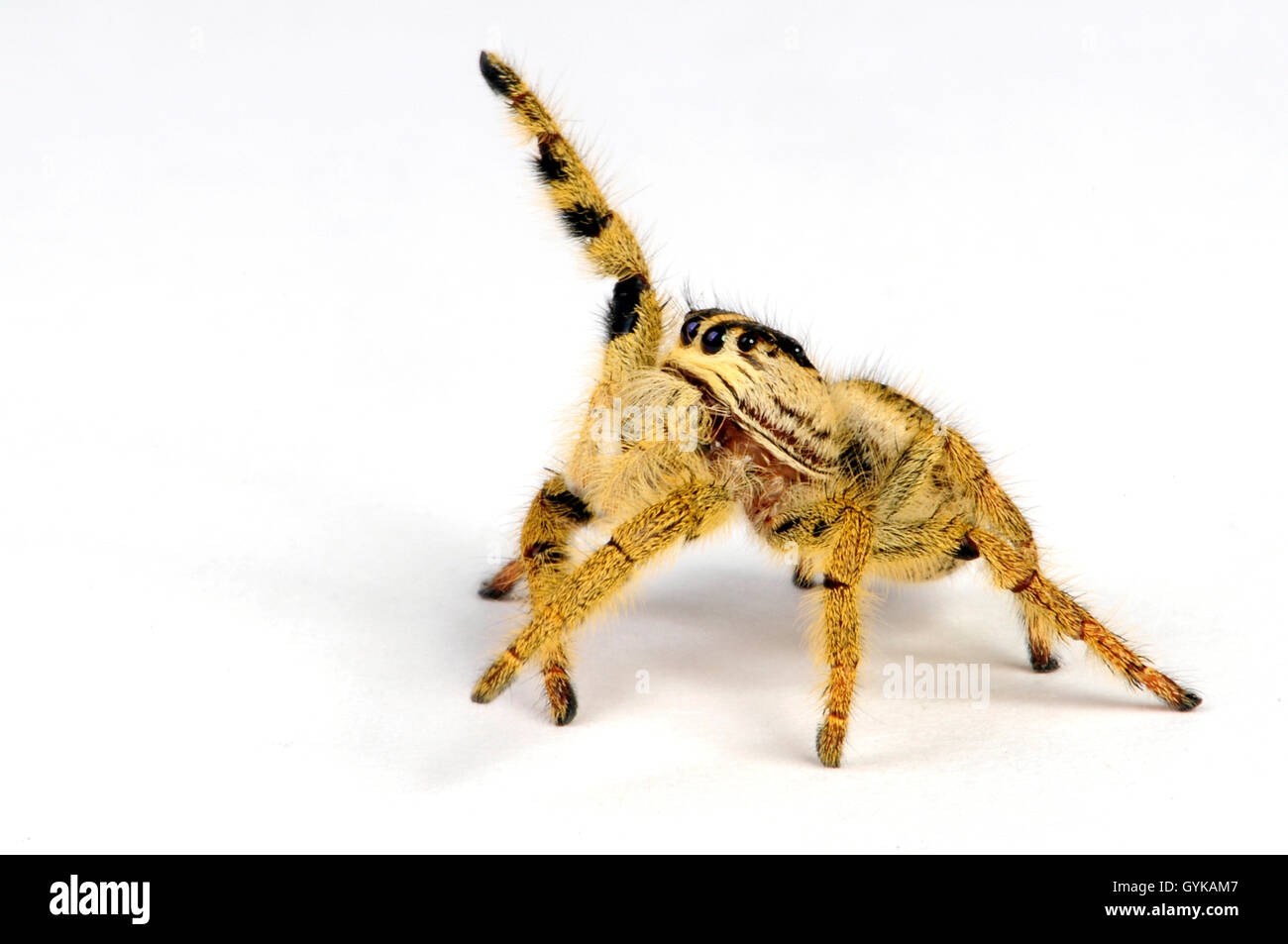 Jumping spider (Salticidae Java Yellow), displaying jumping spider, cut ...